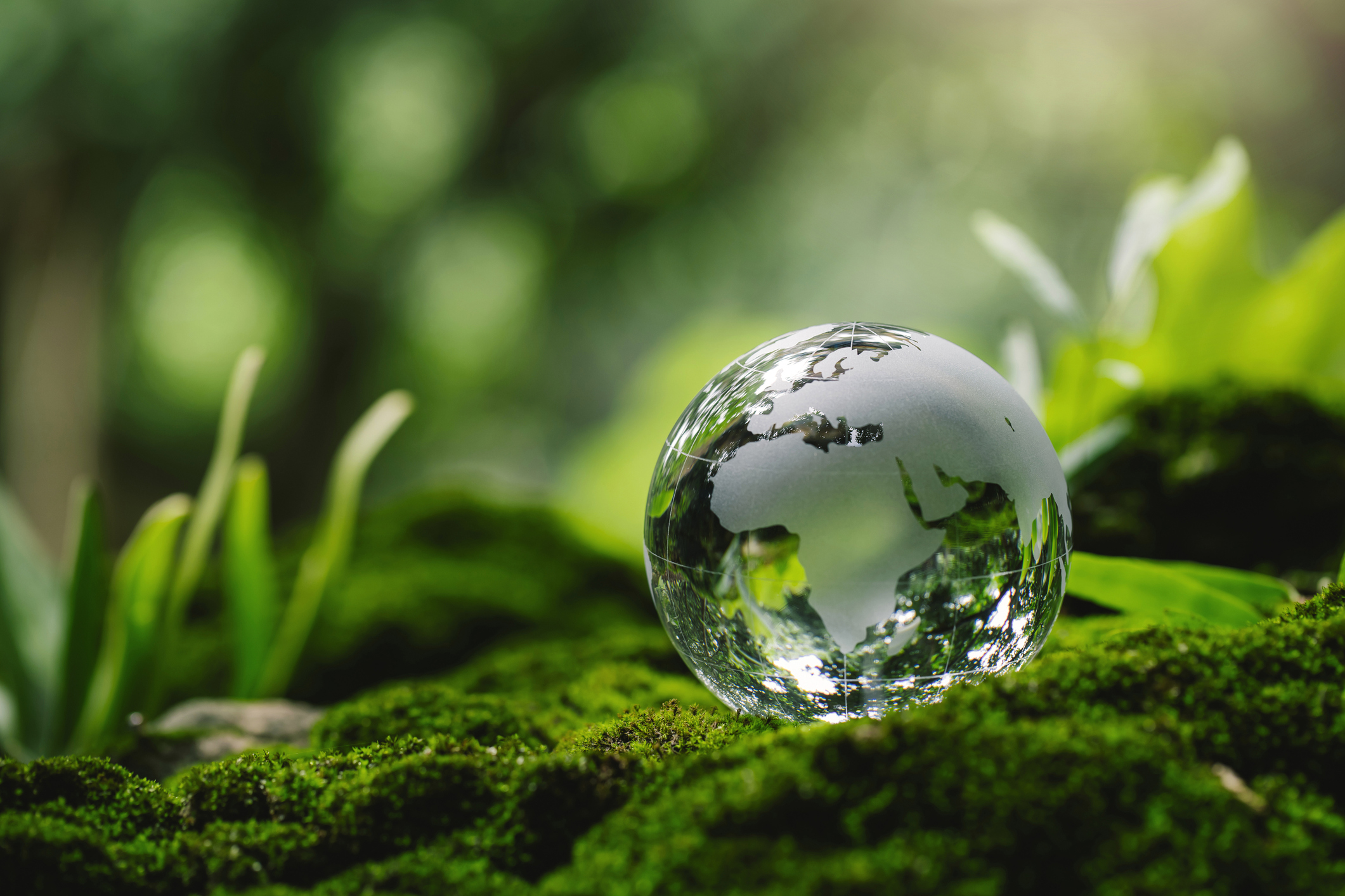 CDP – Carbon Disclosure Project | Beierholm